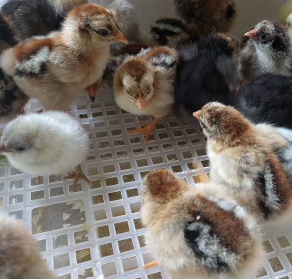Wyandotte chickens. - Yorkshire Wyandottes